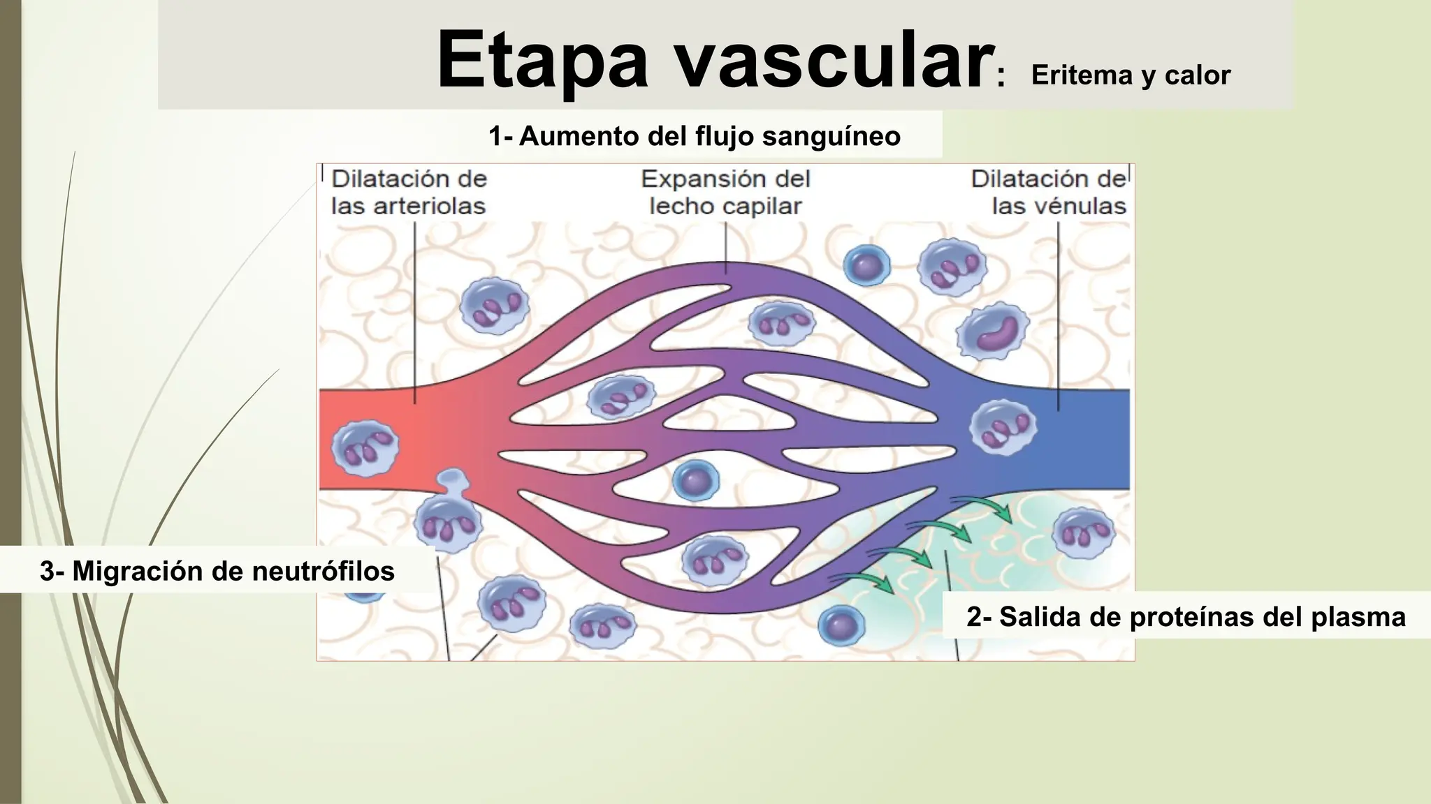 imnunologia inflamacion, fases de la inflamacion y respuesta ...