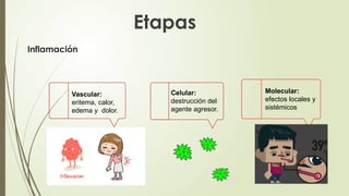 imnunologia inflamacion, fases de la inflamacion y respuesta ...