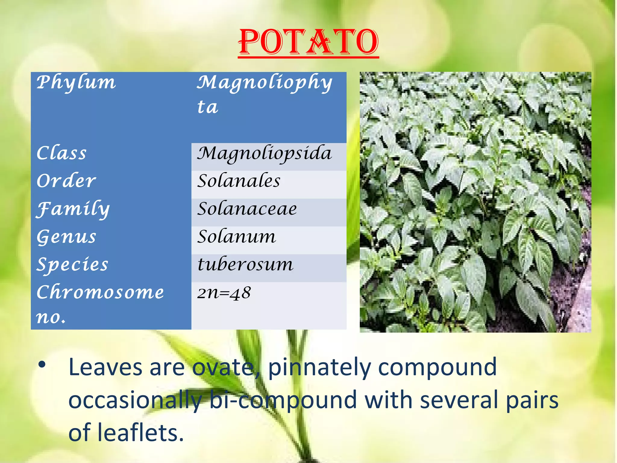Important Solanaceae crops | PPT