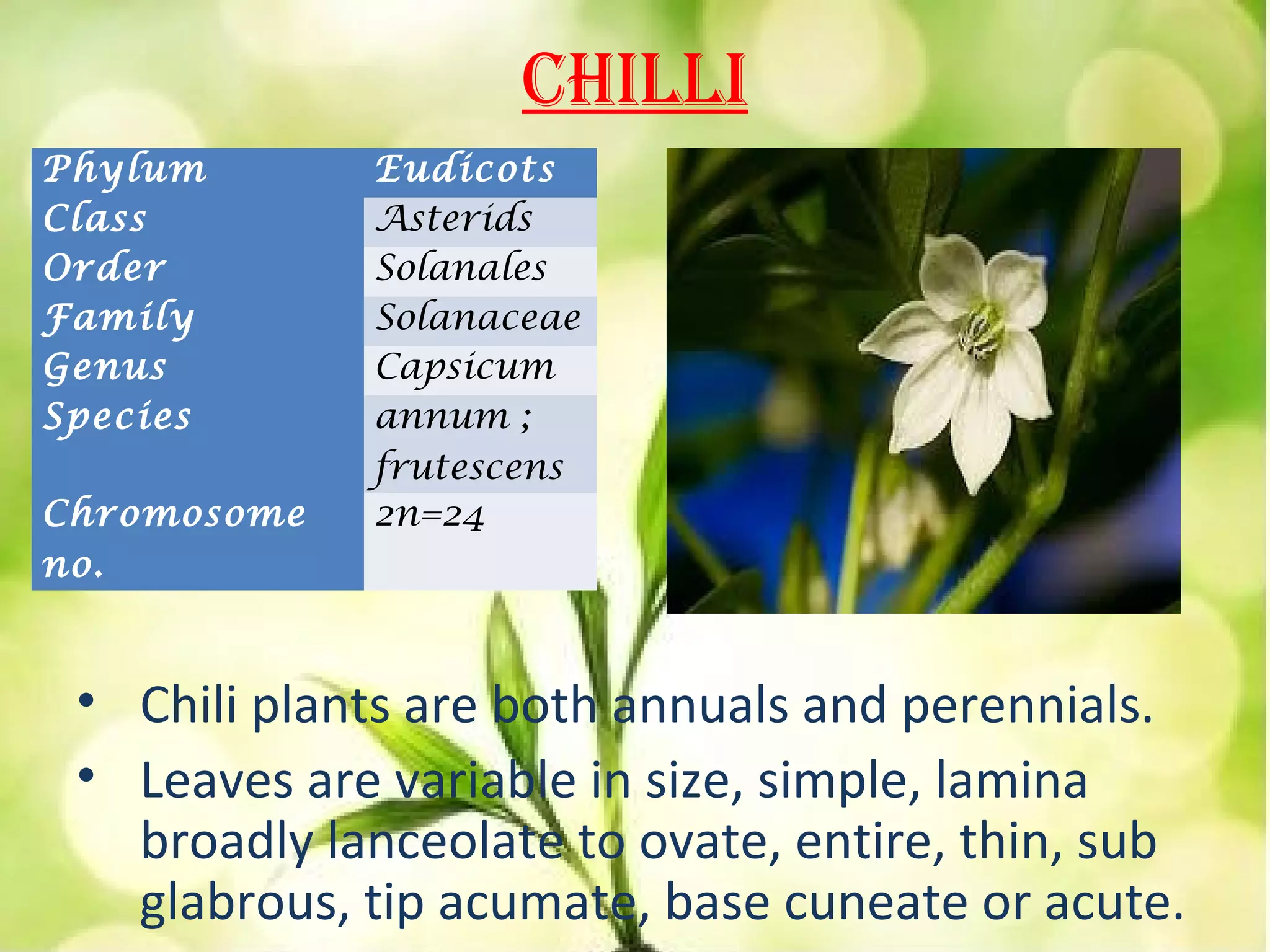 Important Solanaceae crops | PPT