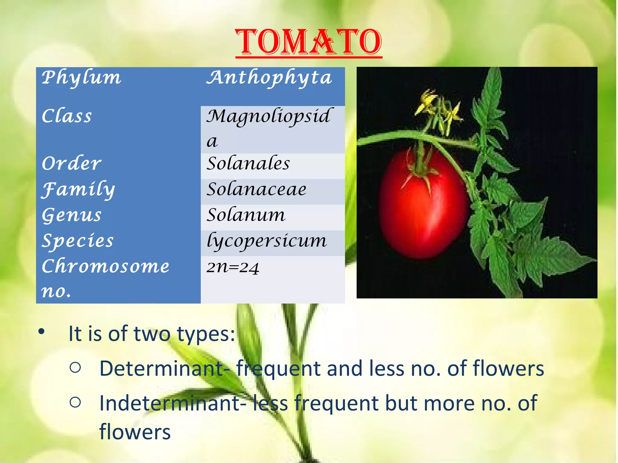 Important Solanaceae crops | PPT