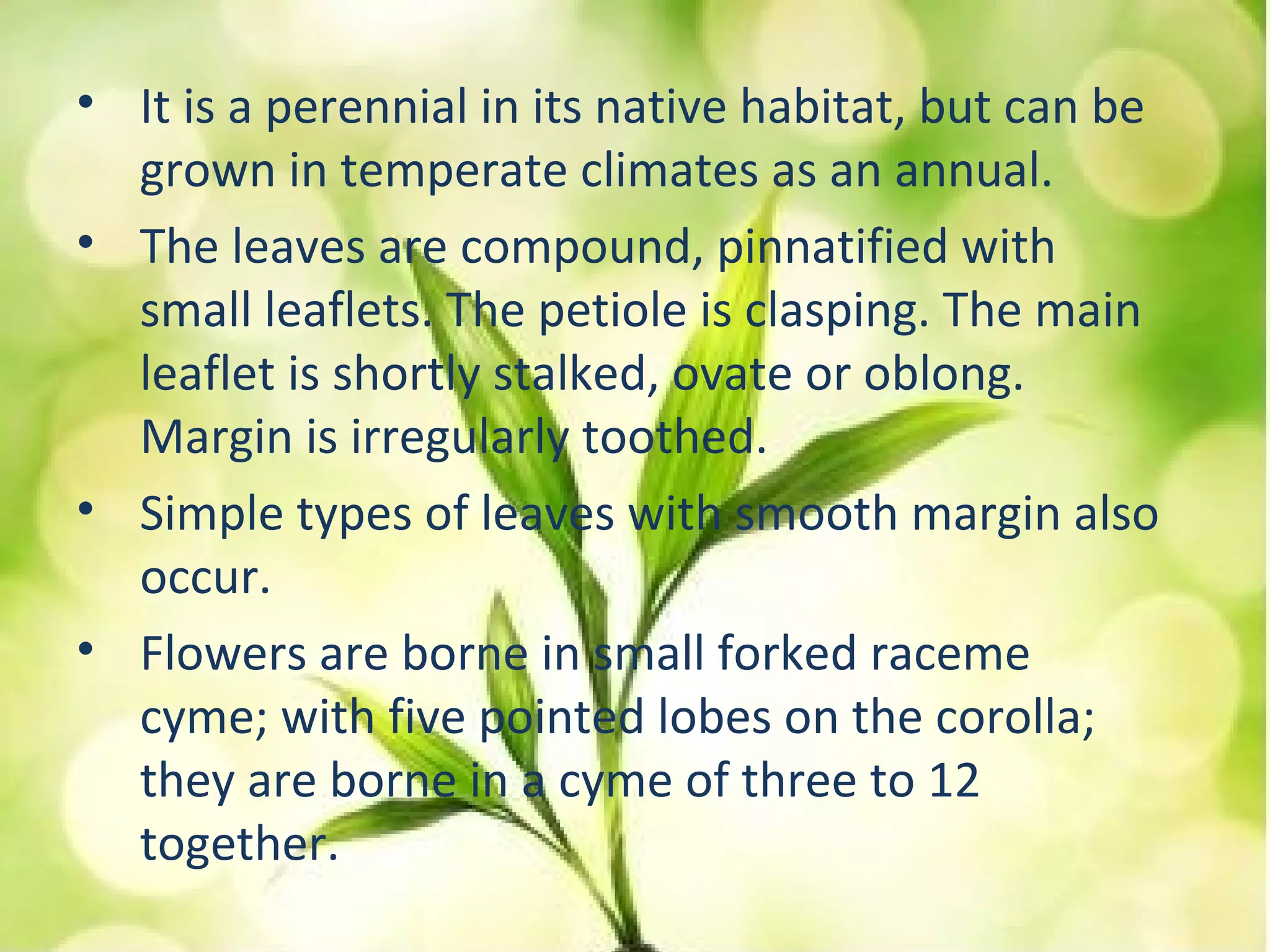 Important Solanaceae crops | PPT