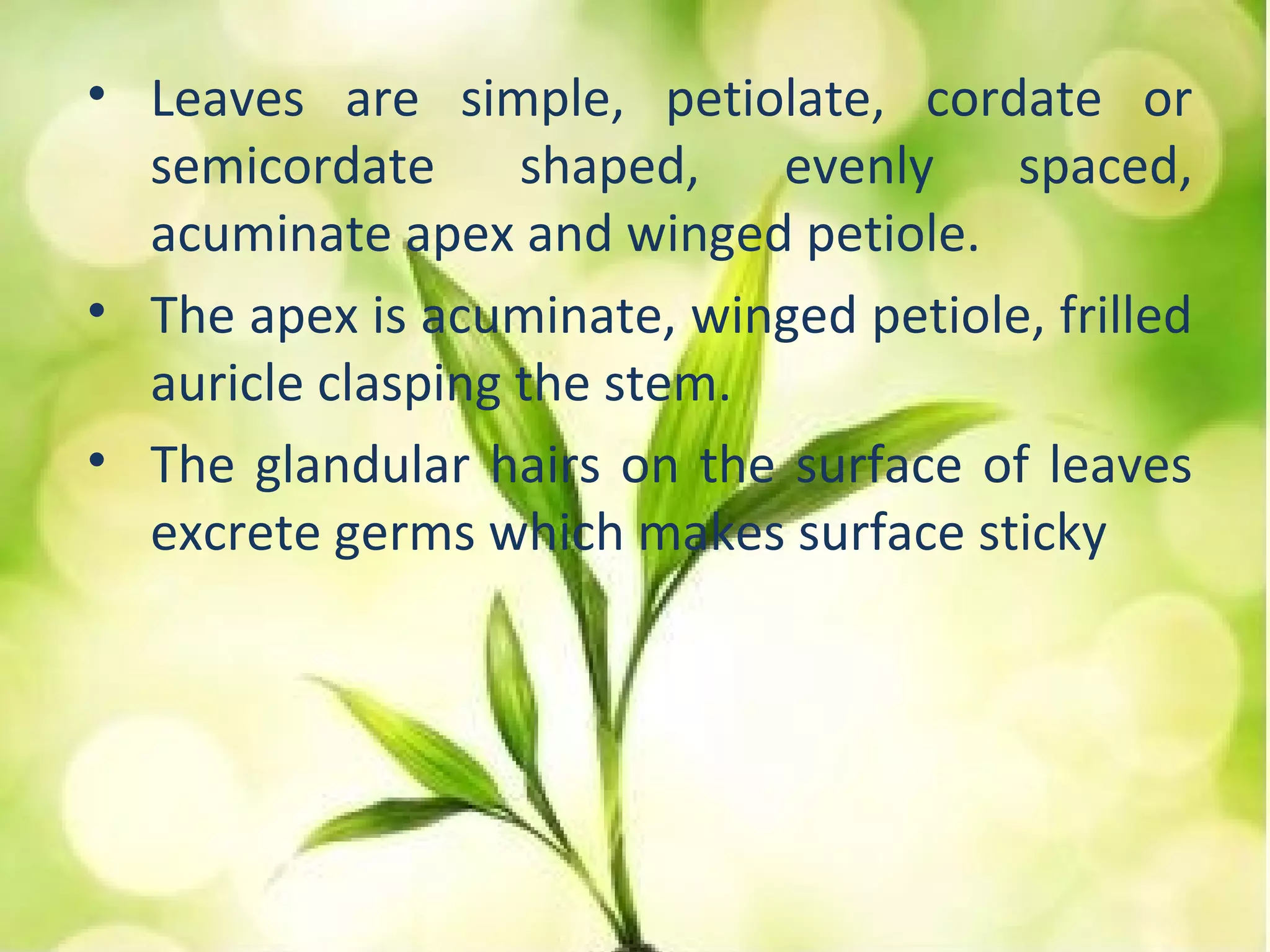 Important Solanaceae crops | PPT