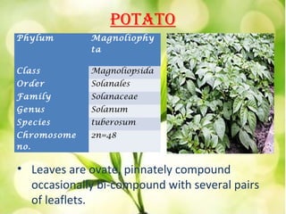 Important Solanaceae crops | PPT