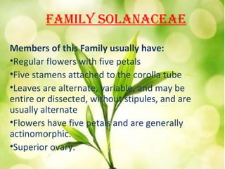 Important Solanaceae crops | PPT