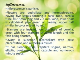 Important Solanaceae crops | PPT
