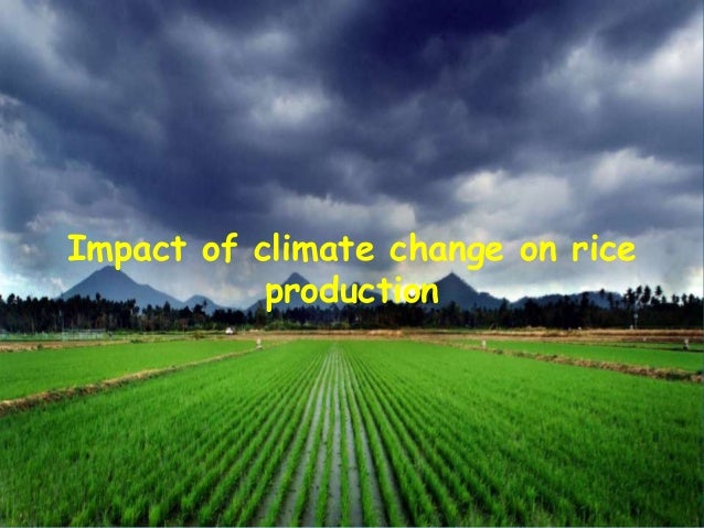 Impact of climate change on rice production