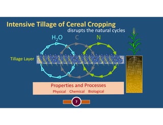 Impact of cropping system on soil health and crop productivity | PDF