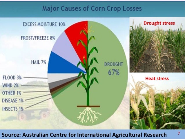 Impact of drought and heat stress on reproductive process of crop pla…