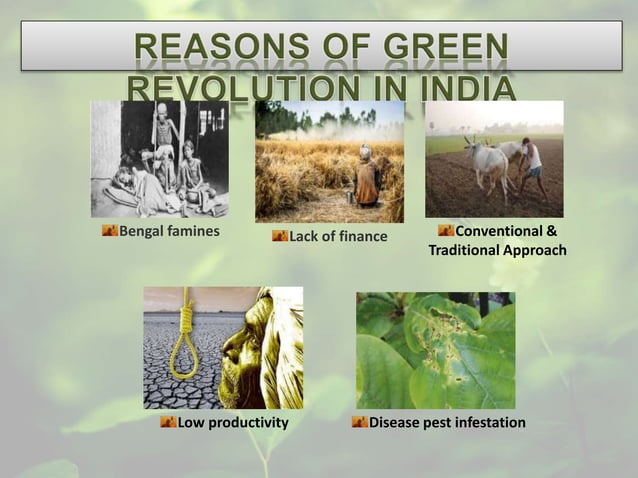 Impact of Green Revolution on Indian Agriculture | PPTX