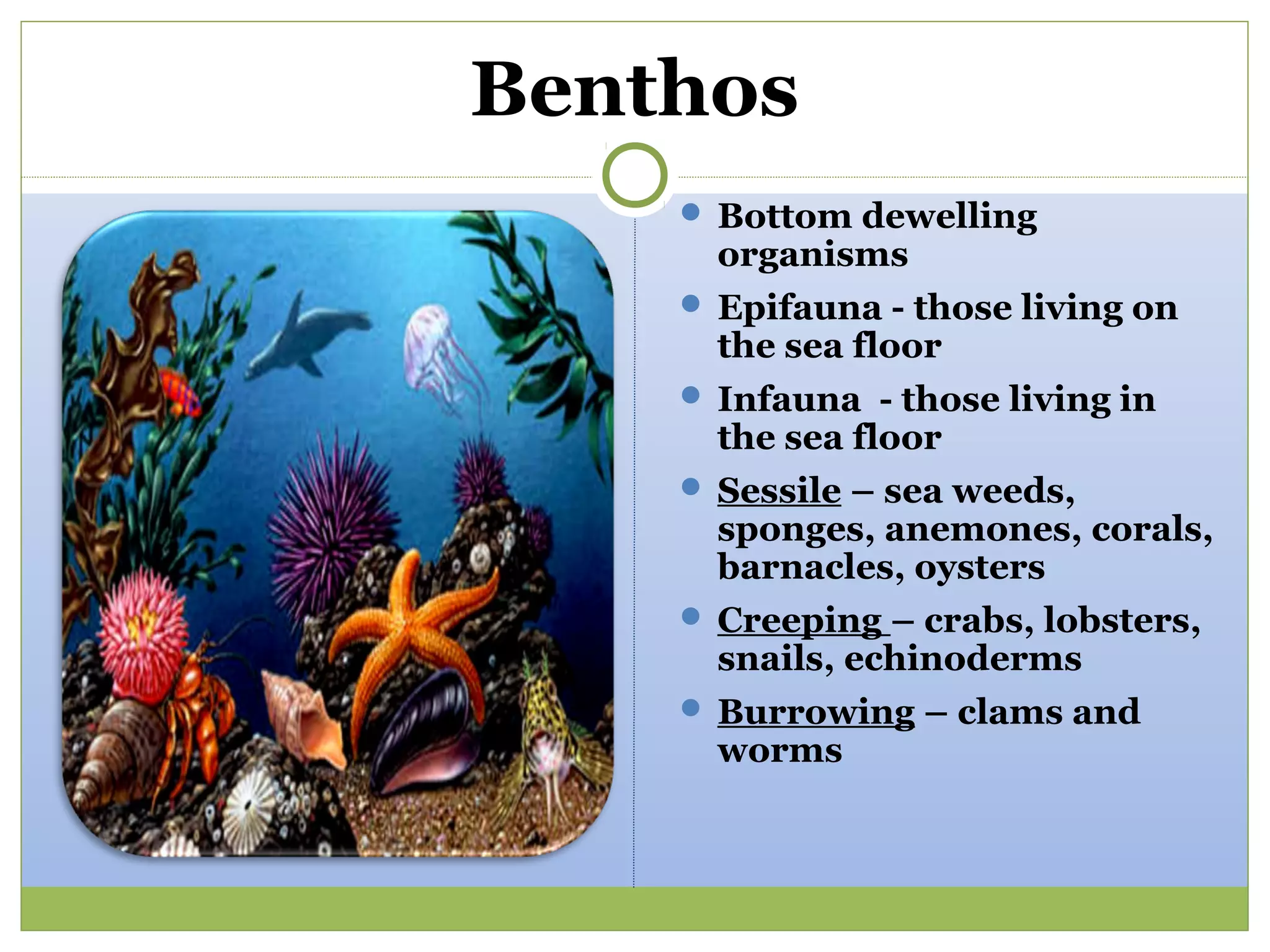 Impact of human activities on global marine environment | PPT
