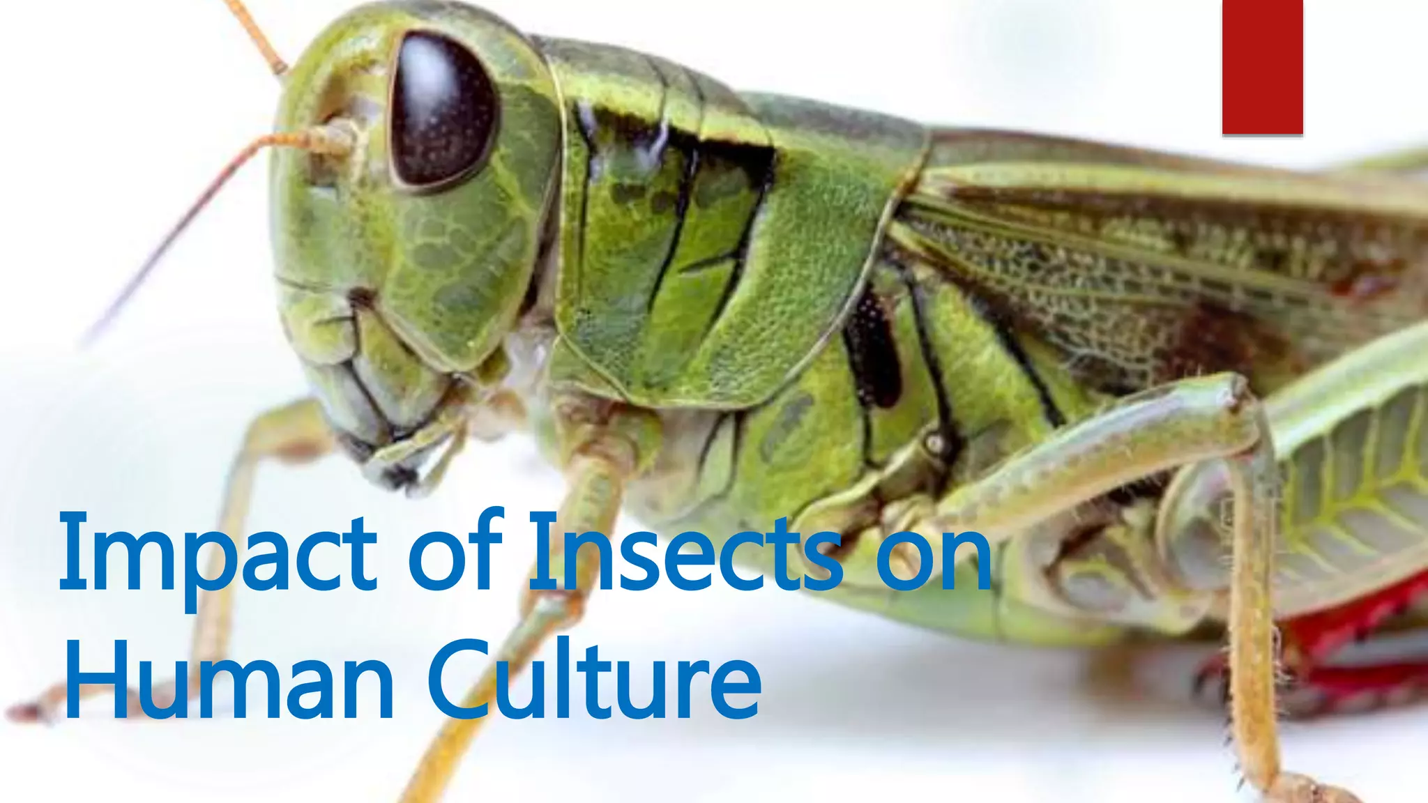 Impact of insects on human culture | PPTX