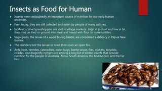 Impact of insects on human culture | PPTX