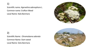 Impact of invasion of alien plant species on ppt.pptx