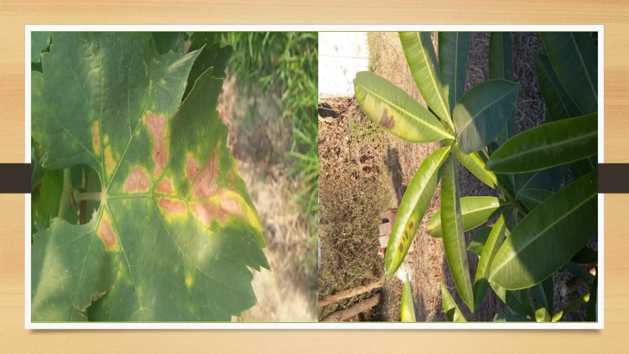 Impact of plant pathologens on plant physiology | PPT