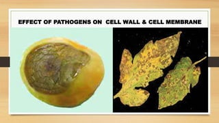 Impact of plant pathologens on plant physiology | PPT