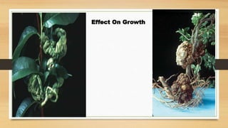 Impact of plant pathologens on plant physiology | PPTX