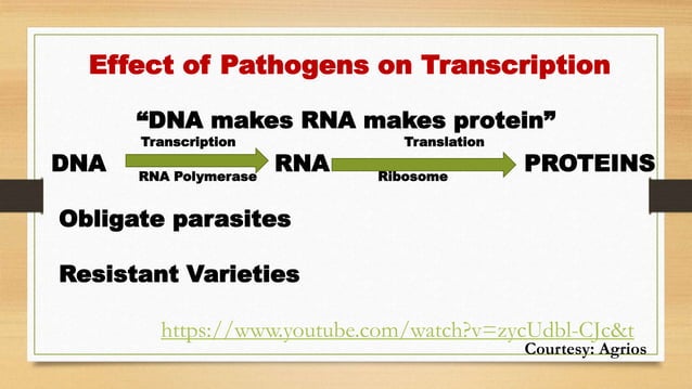 Impact of plant pathologens on plant physiology | PPTX