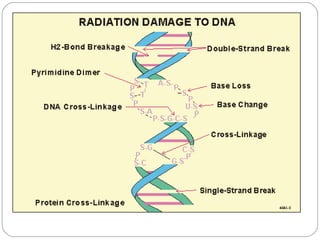 Effects Of Radioactive Pollution On Human Health