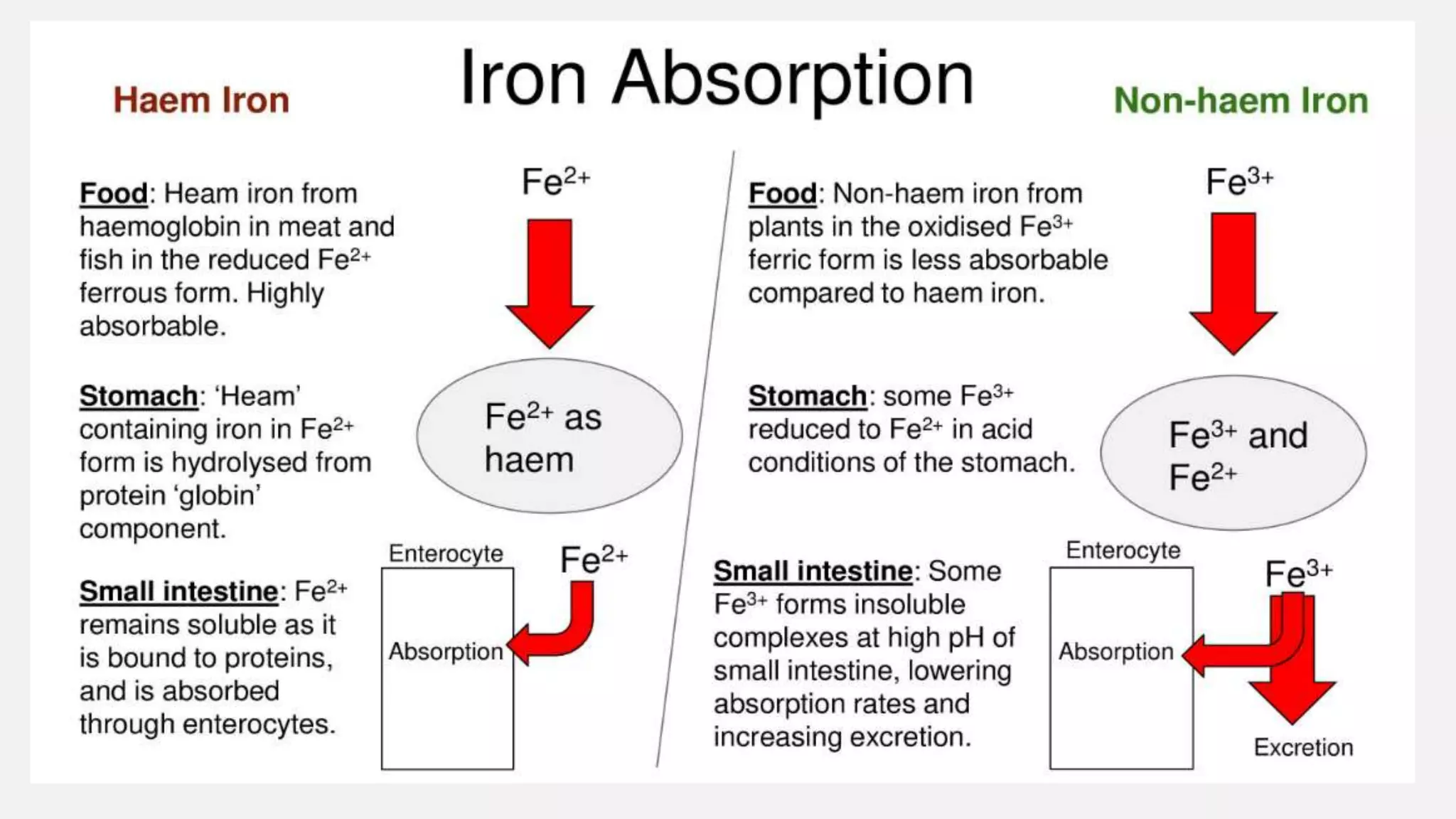 Impact of Regular Whole-Blood Donation on Body Iron.pptx