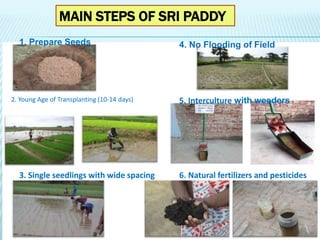 Impact of system of root intensification method of crop cultivation in ...