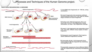 Impact of the human genome project on medical advancement in India. | PPTX