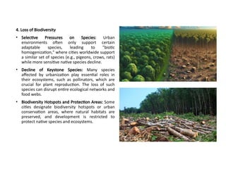 Impact of Urbanization on Ecology pptx | PPTX
