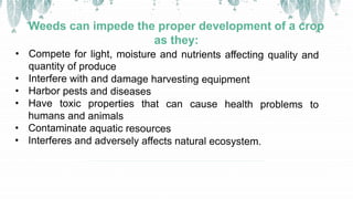 IMPACT OF WEED CONTROL.pptx