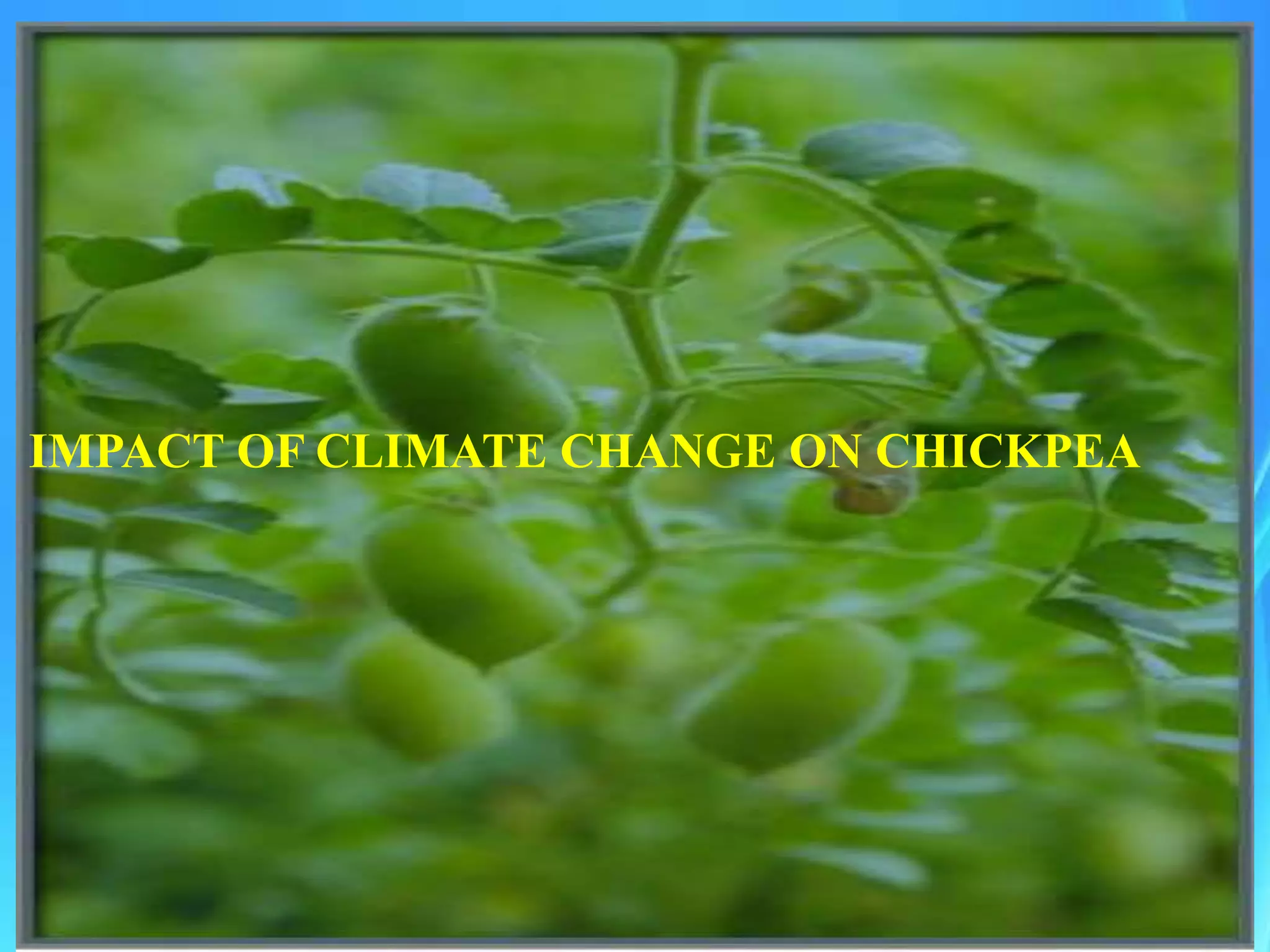Impacts of climate change on chickpea CULTIVATION AND PRODUCTION | PPTX