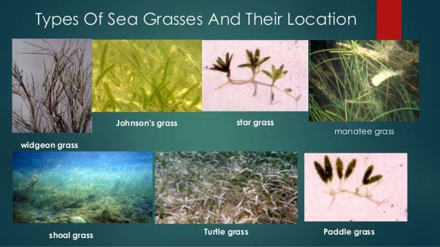 Impacts of dredging on Seagrass