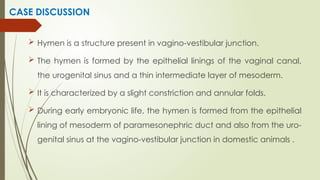 IMPERFORATE HYMEN IN A CROSSBRED HEIFER. | PPTX