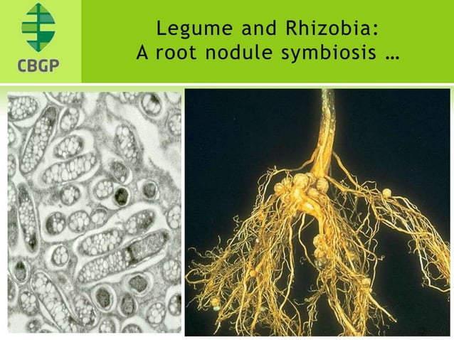 Juan imperial: Soil Metagenomics of the Legume-Rhizobial Symbiosis | PPT