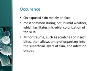impetigo disease and it's management ppt | PPT