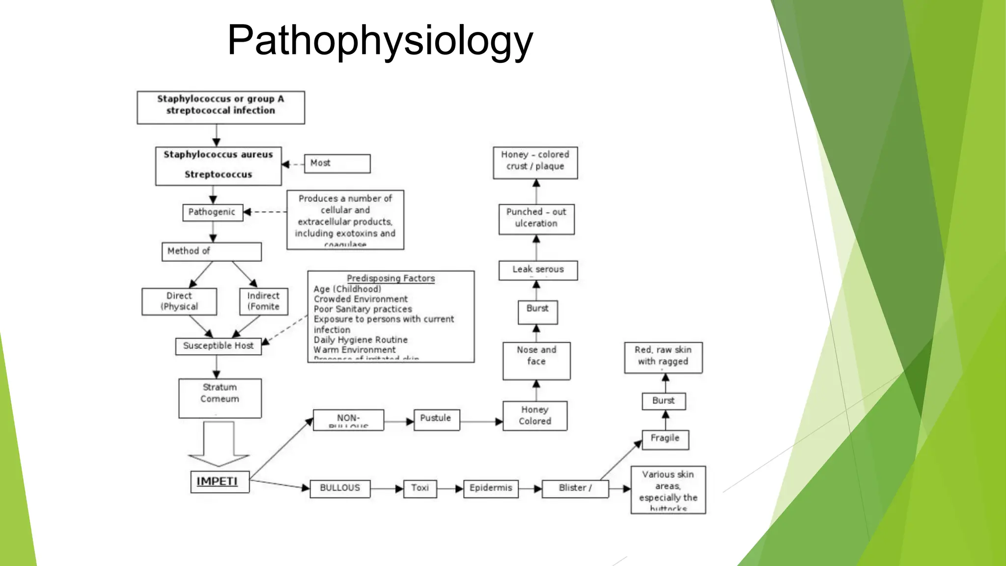 IMPETIGO disease with intro, and case study | PDF