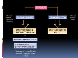 IMPETIGO y ERISIPELA - Fisiopatologia, Clinica e Histologia | PPTX