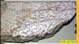 TEXTURES OF IGNEOUS ROCKS | PPTX