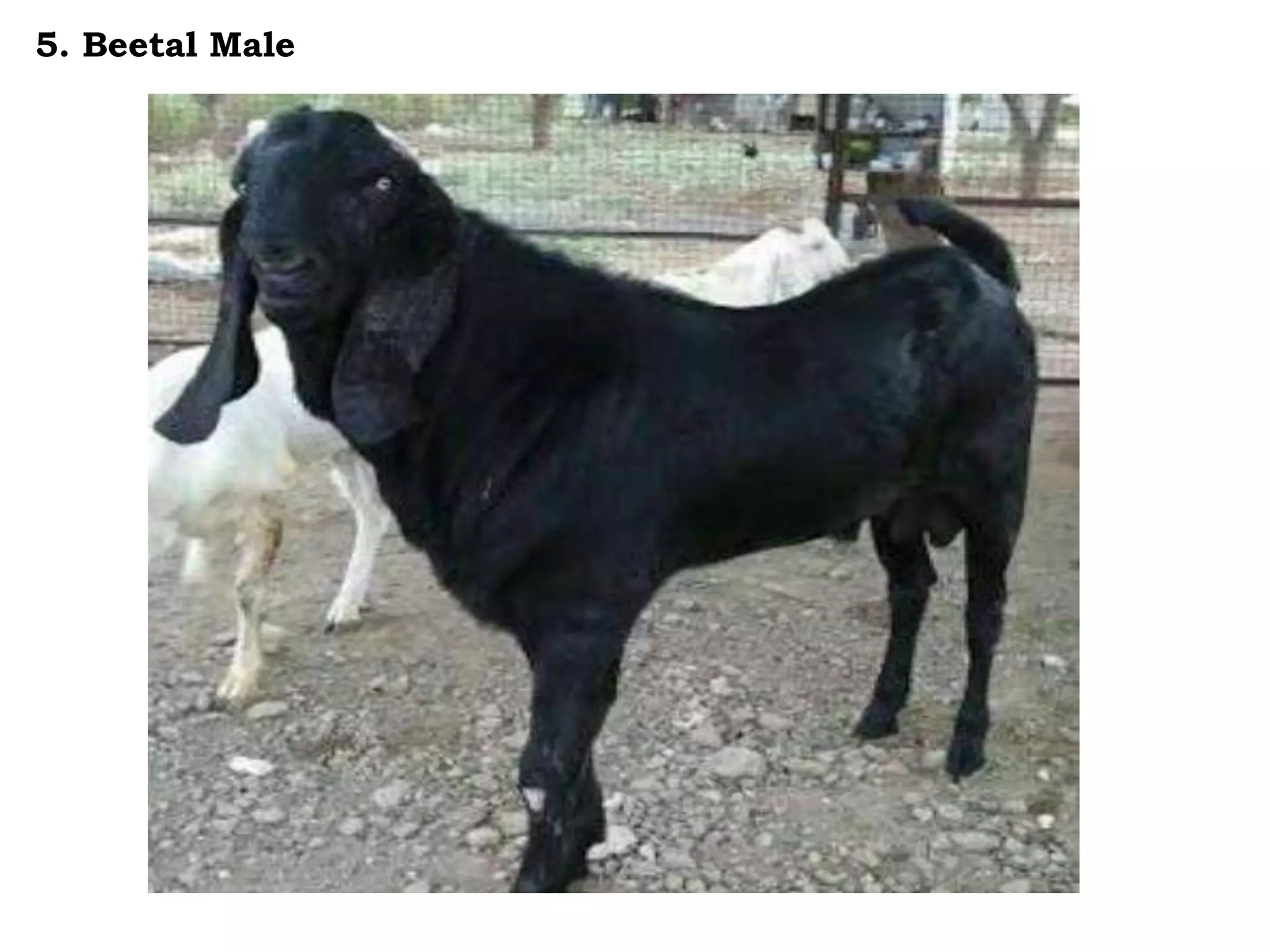 IMPORTANT GOAT BREEDS IN INDIA | PPTX