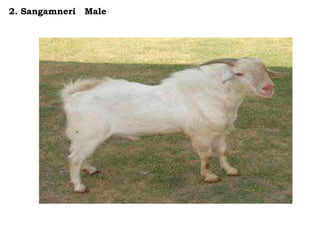 Sangamneri Goat