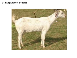 Sangamneri Goat