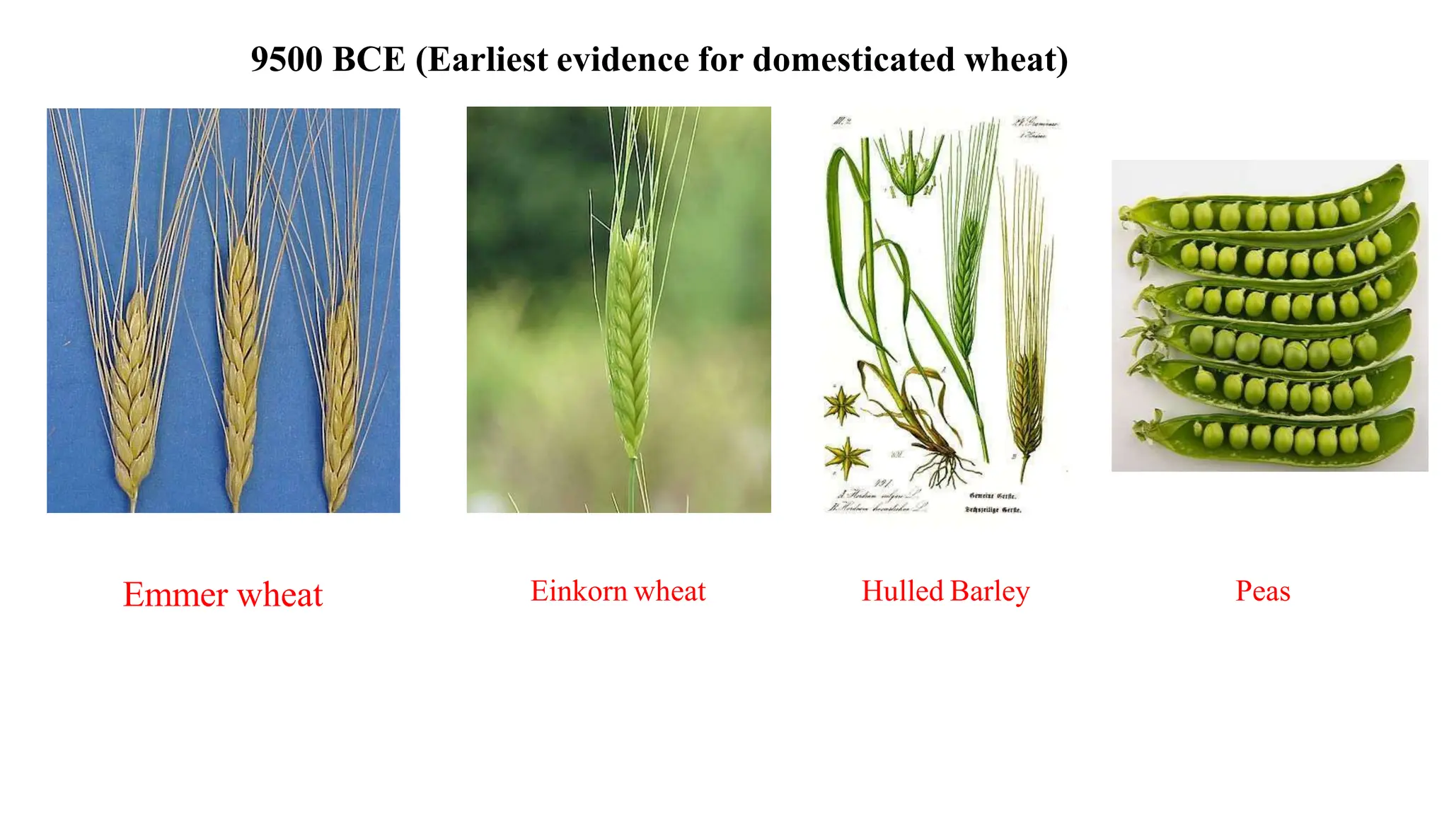 Imp History of Agriculture PPT.pptx