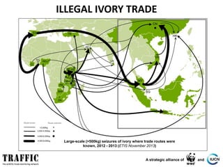 TRAFFIC, the wildlife trade monitoring network - turning the tables on ...