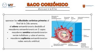 Implantacion. biología del desarrollo.pdf