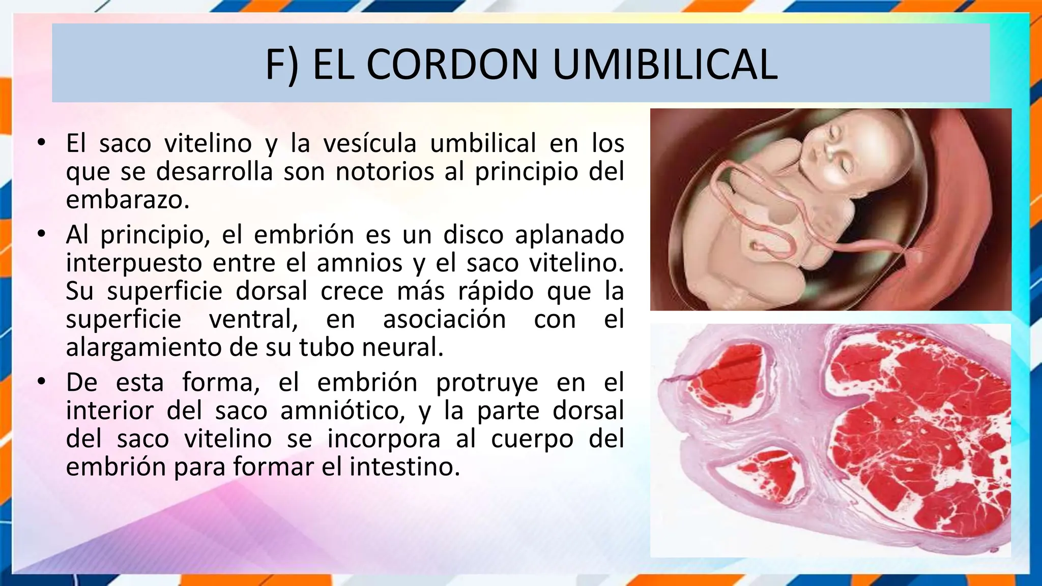 enfermeria IMPLANTACION DE LA PLACENTA.pptx | Infertility ...