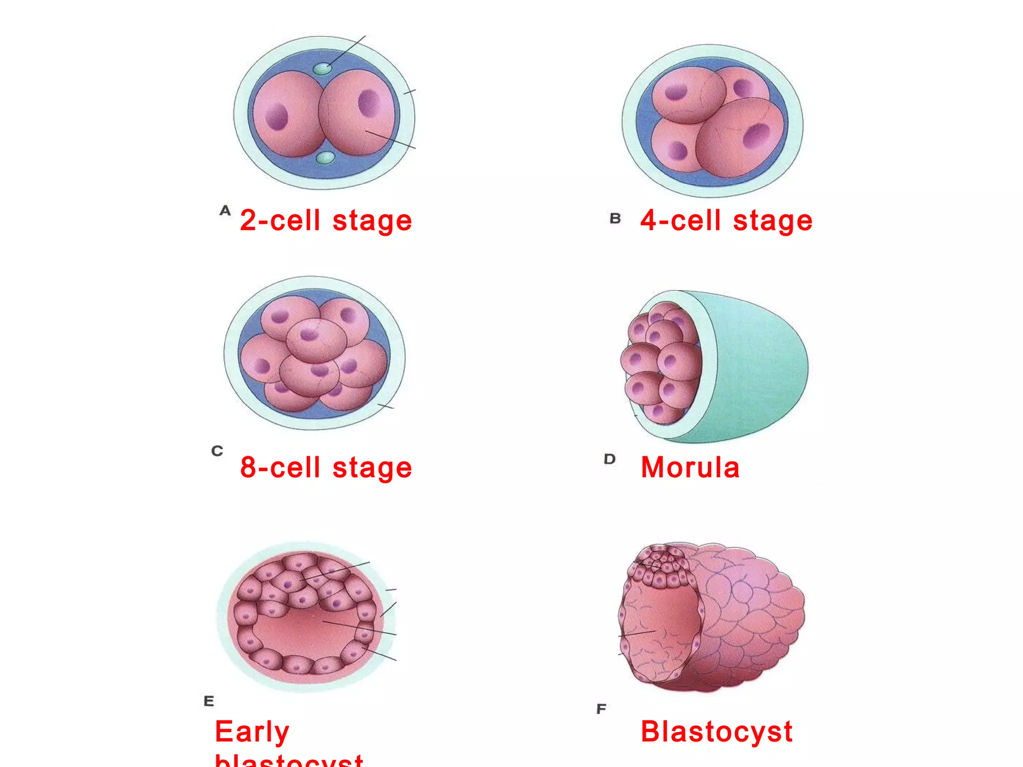 Implantation (General Embryology) | PPS