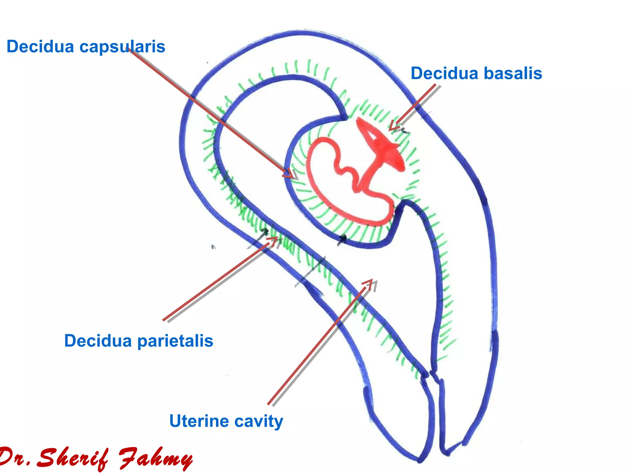 Implantation (General Embryology) | PPS