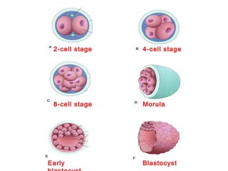 Implantation (General Embryology) | PPS