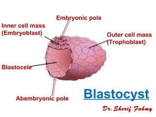Implantation (General Embryology) | PPS