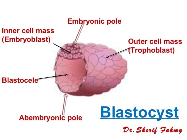 Implantation (General Embryology)