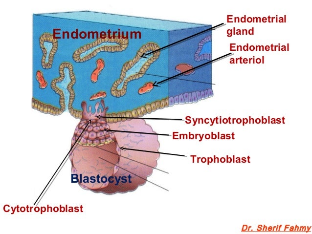 Implantation (General Embryology)