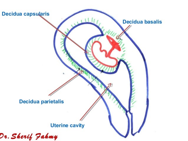 Implantation (General Embryology)